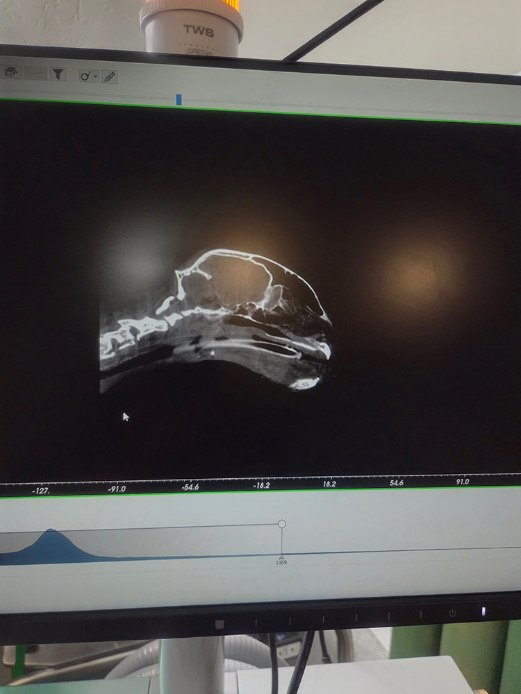 2017 Vimago CT Scanner | VEEN America - Veterinary Equipment Exchange ...